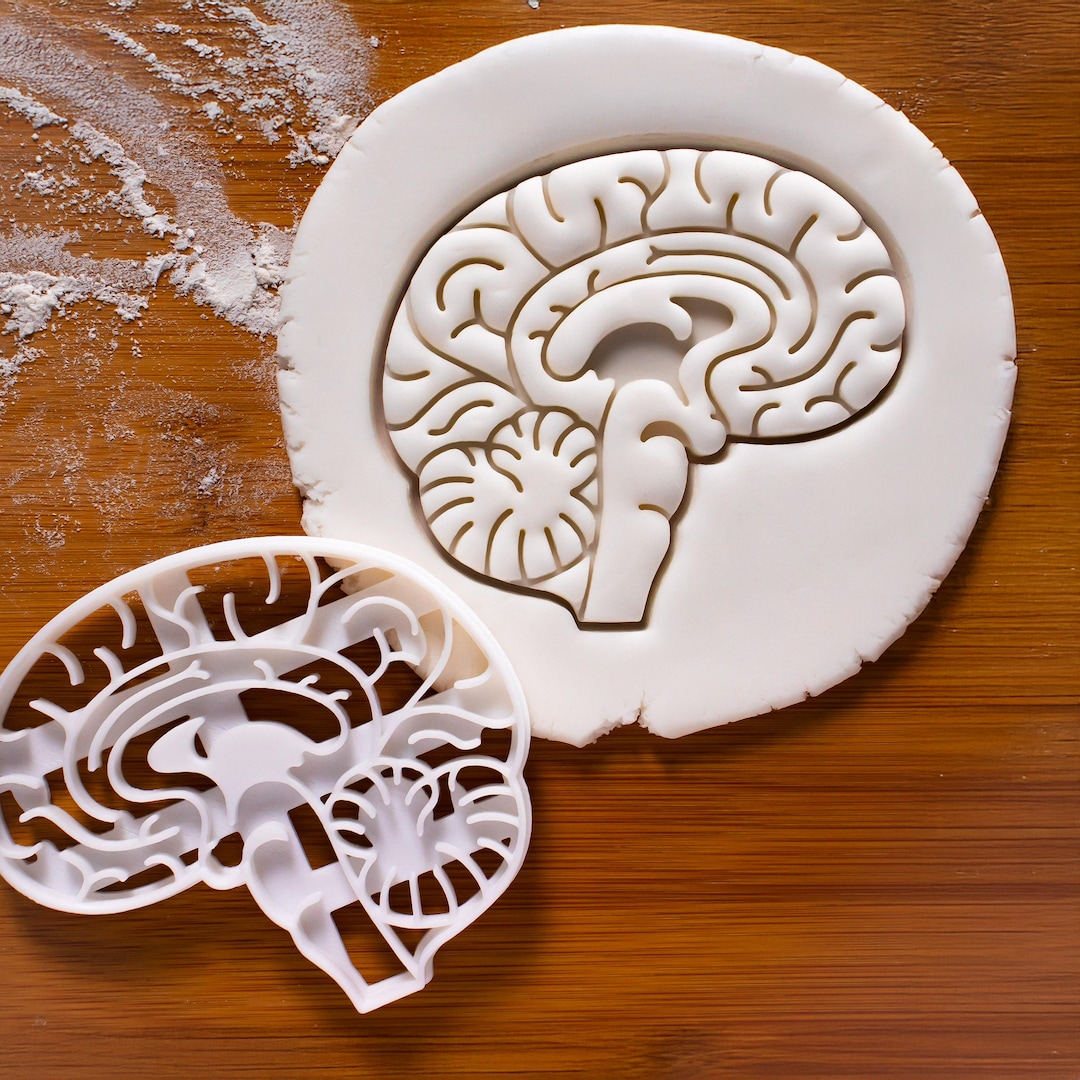 Anatomical Brain Cookie Cutter – Human Anatomy Shape, Medical & Science ...