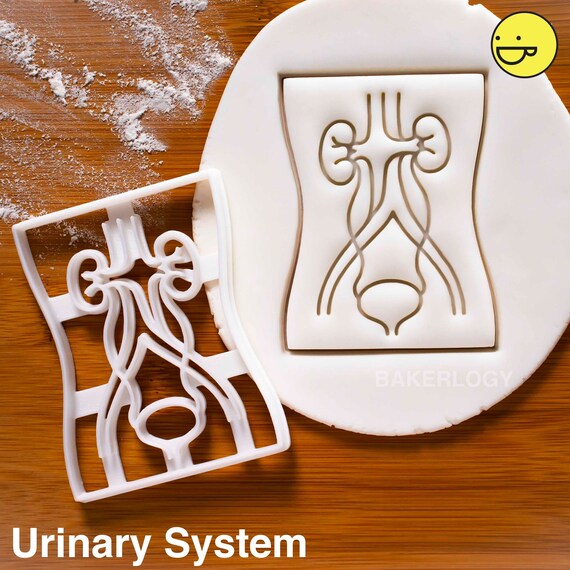 Urinary System Cookie Cutter Bakerlogy Biscuit Cutters - Etsy