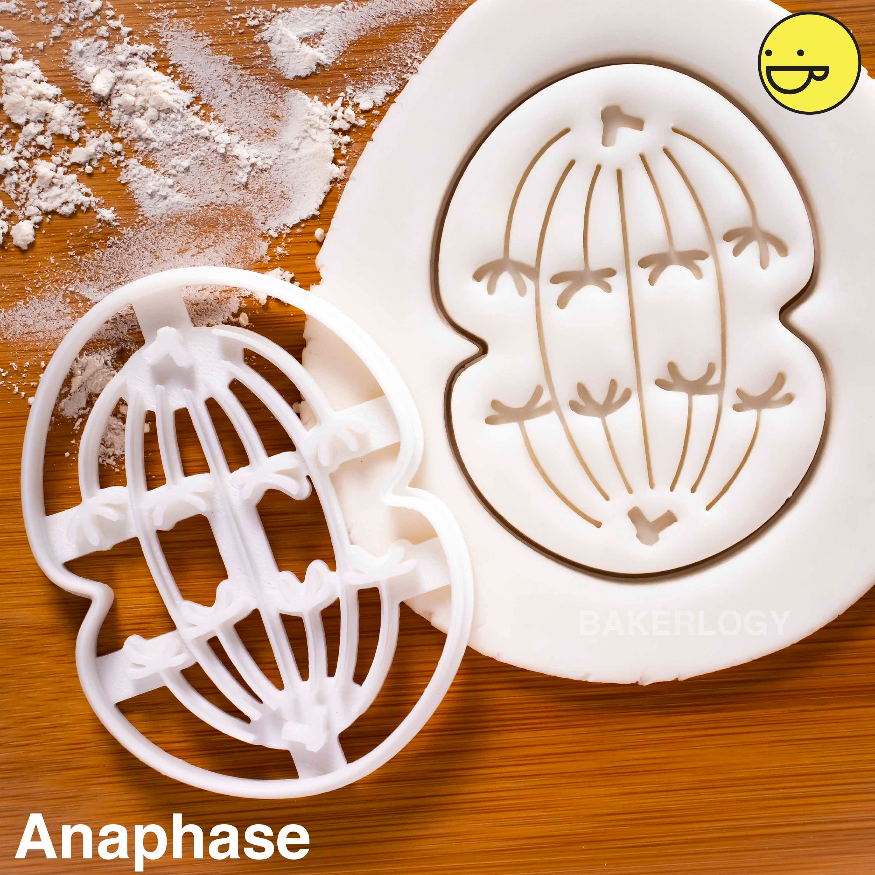 Meiosis I Prophase I Cookie Cutter Bakerlogy Biscuit Cutters | Etsy UK