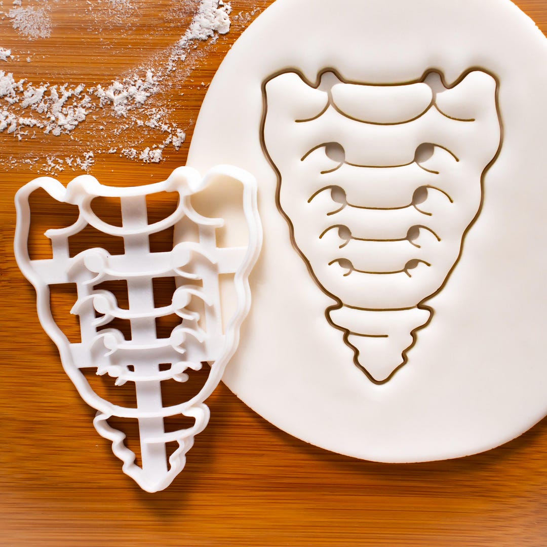 Anterior Sacrum and Coccyx Cookie Cutter - Medical Science Human Spine ...