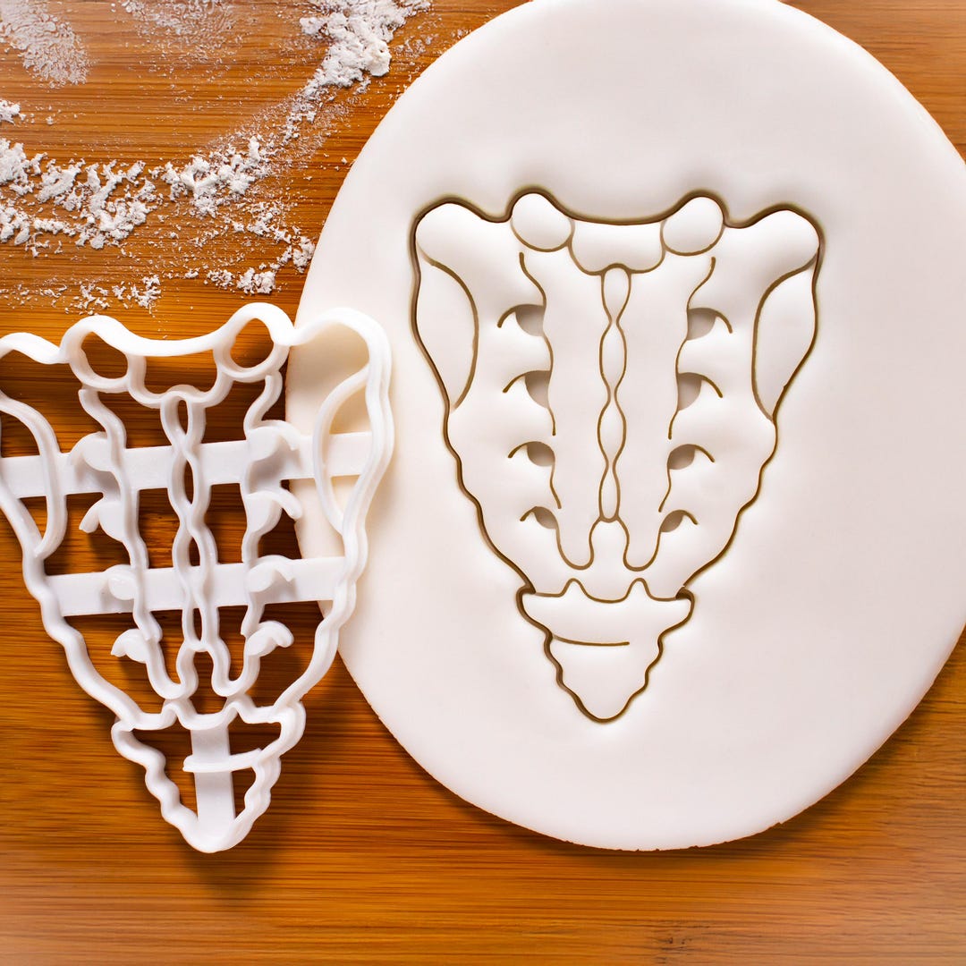 Posterior Sacrum and Coccyx Cookie Cutter - Medical Science Human Spine ...