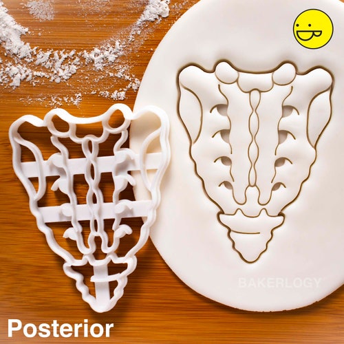 Lumbar Vertebra Cookie Cutter Medical Science Human Spine - Etsy