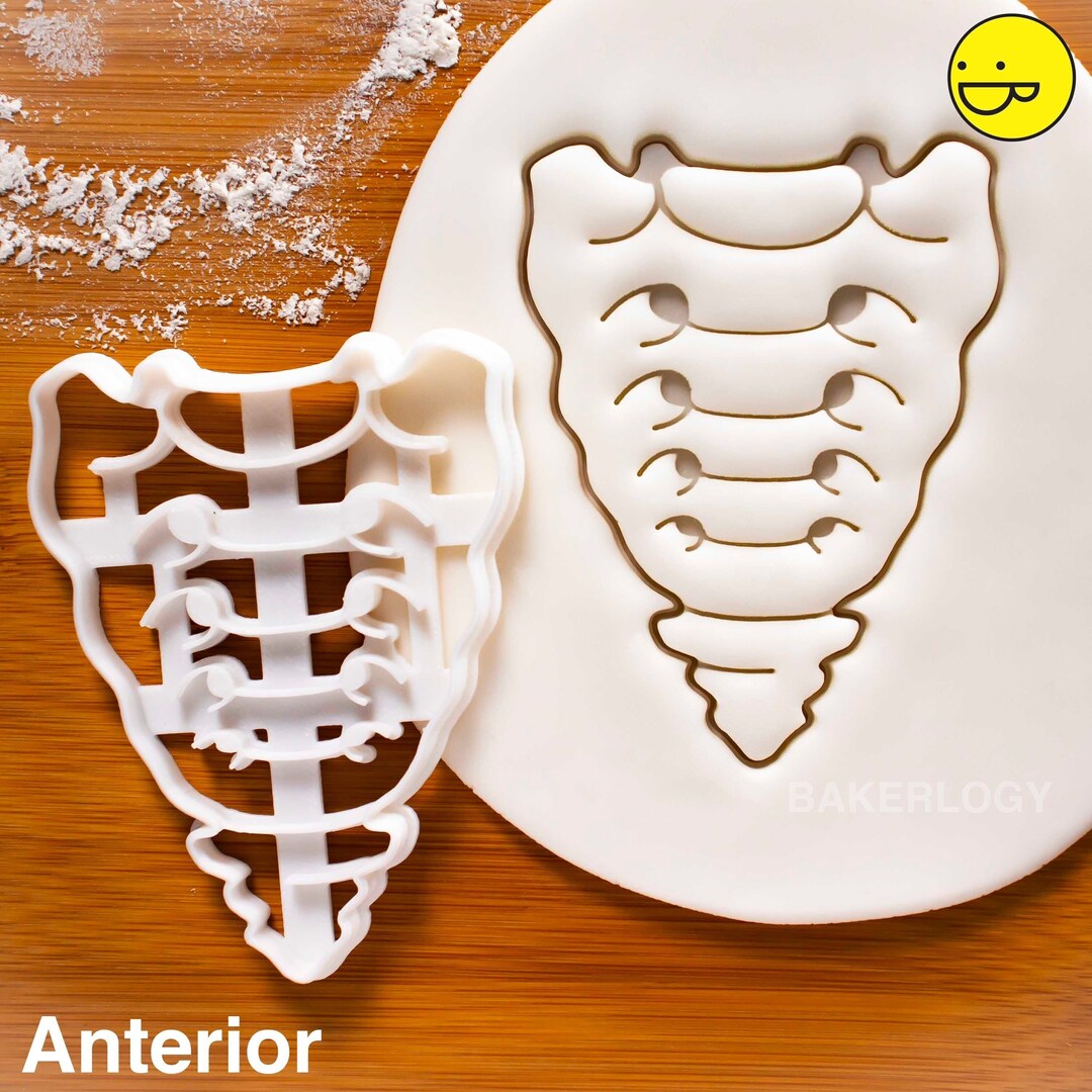Anterior Sacrum and Coccyx Cookie Cutter Medical Science Human Spine ...