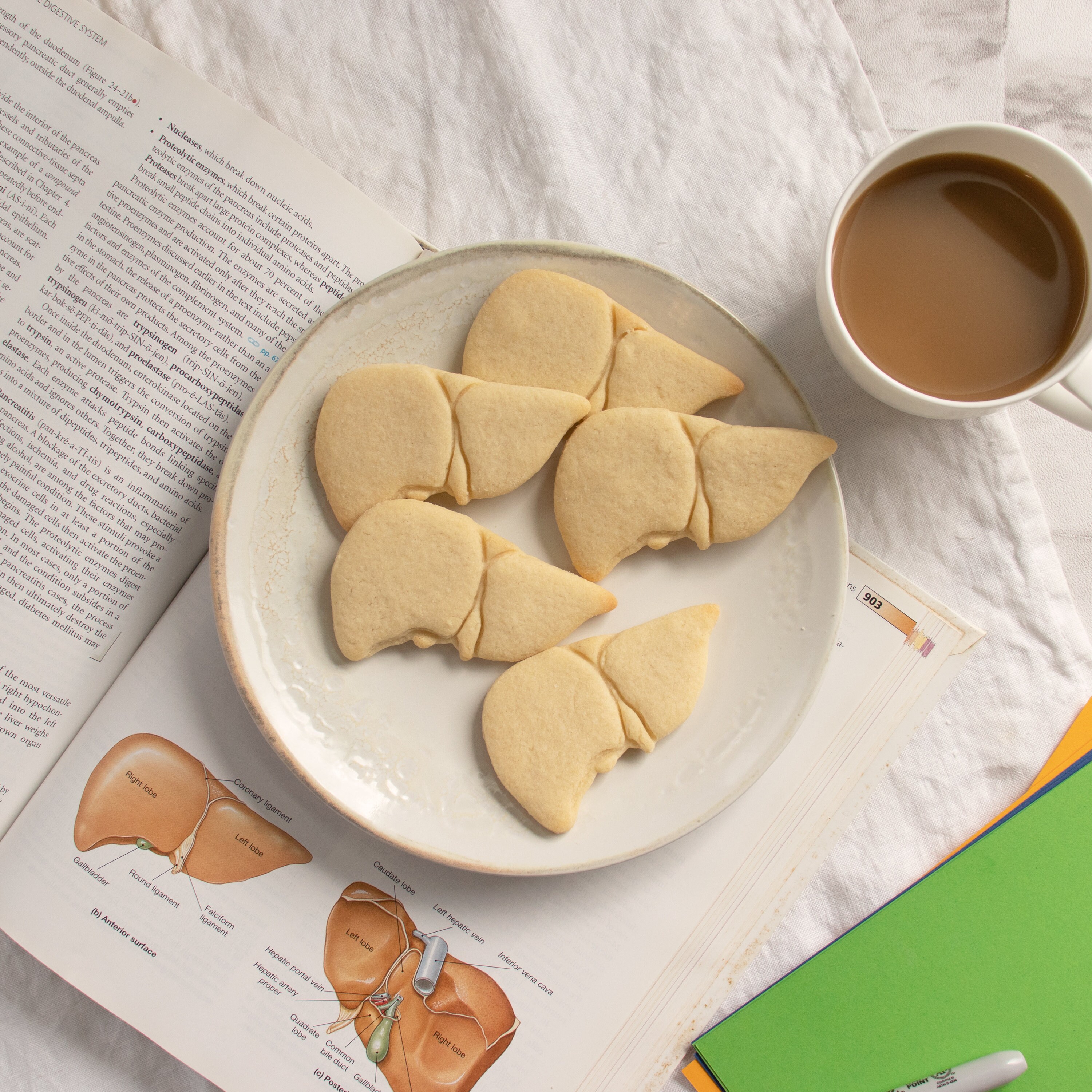 Liver Cookie Cutter: Human Anatomy Design for Medical Students ...