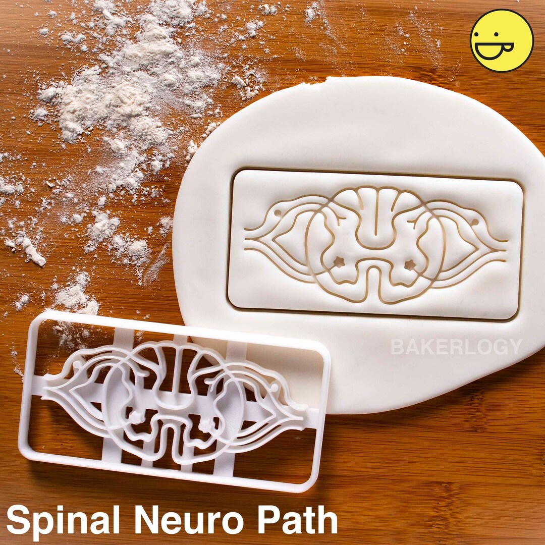 Spinal Neuro Path Cookie Cutter Bakerlogy Biscuit Cutters Central ...