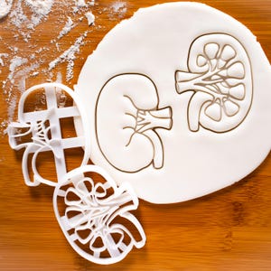 Anatomical Kidney Cookie Cutter – Renal Organ Shape for Medical ...