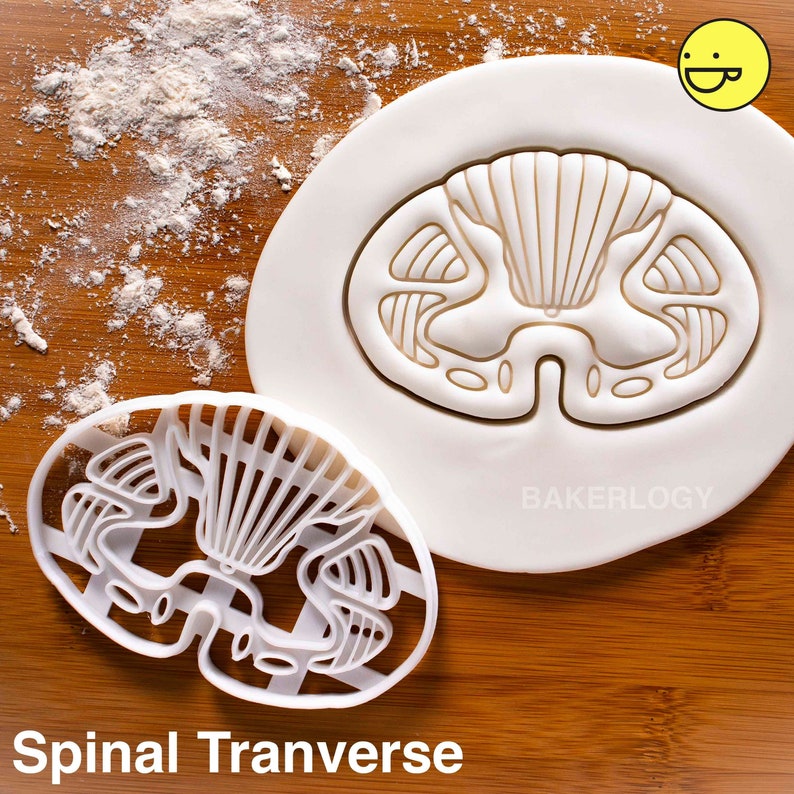 Spinal Transverse Cookie Cutter Bakerlogy Biscuit Cutters - Etsy
