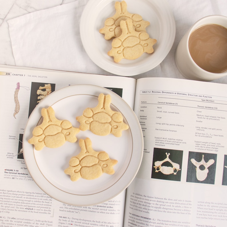 Cervical Vertebra Cookie Cutter - Medical Science Human Spine Anatomy ...