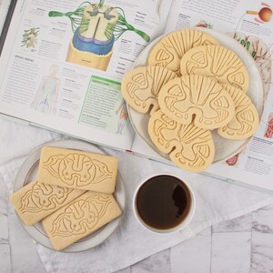 Spinal Transverse Cookie Cutter Bakerlogy Biscuit Cutters Central ...