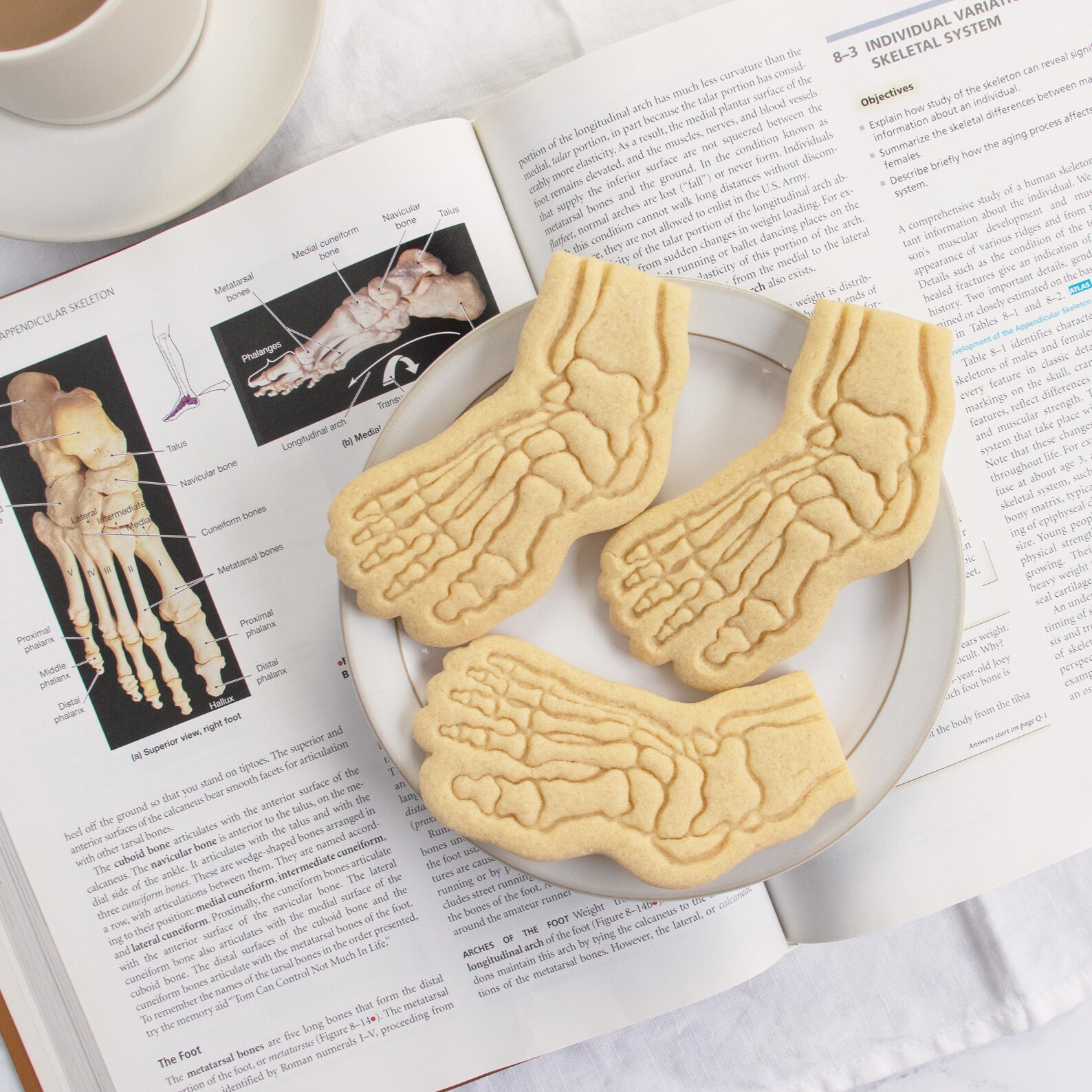 Anatomical Human Foot Cookie Cutter Biscuit Cutters Gifts - Etsy