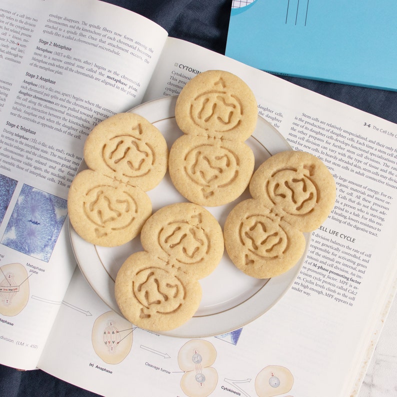Prophase Cookie Cutter Mitosis Biscuit Cutters Cell Cycle - Etsy