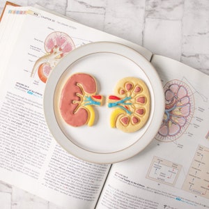 Anatomical Kidney Cookie Cutter – Renal Organ Shape for Medical ...