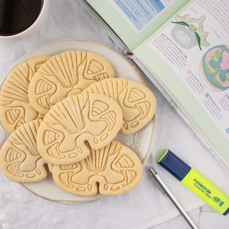 Spinal Neuro Path Cookie Cutter – Nervous System Anatomy Shape for ...