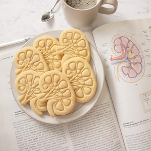 Anatomical Kidney Cookie Cutter – Renal Organ Shape for Medical ...