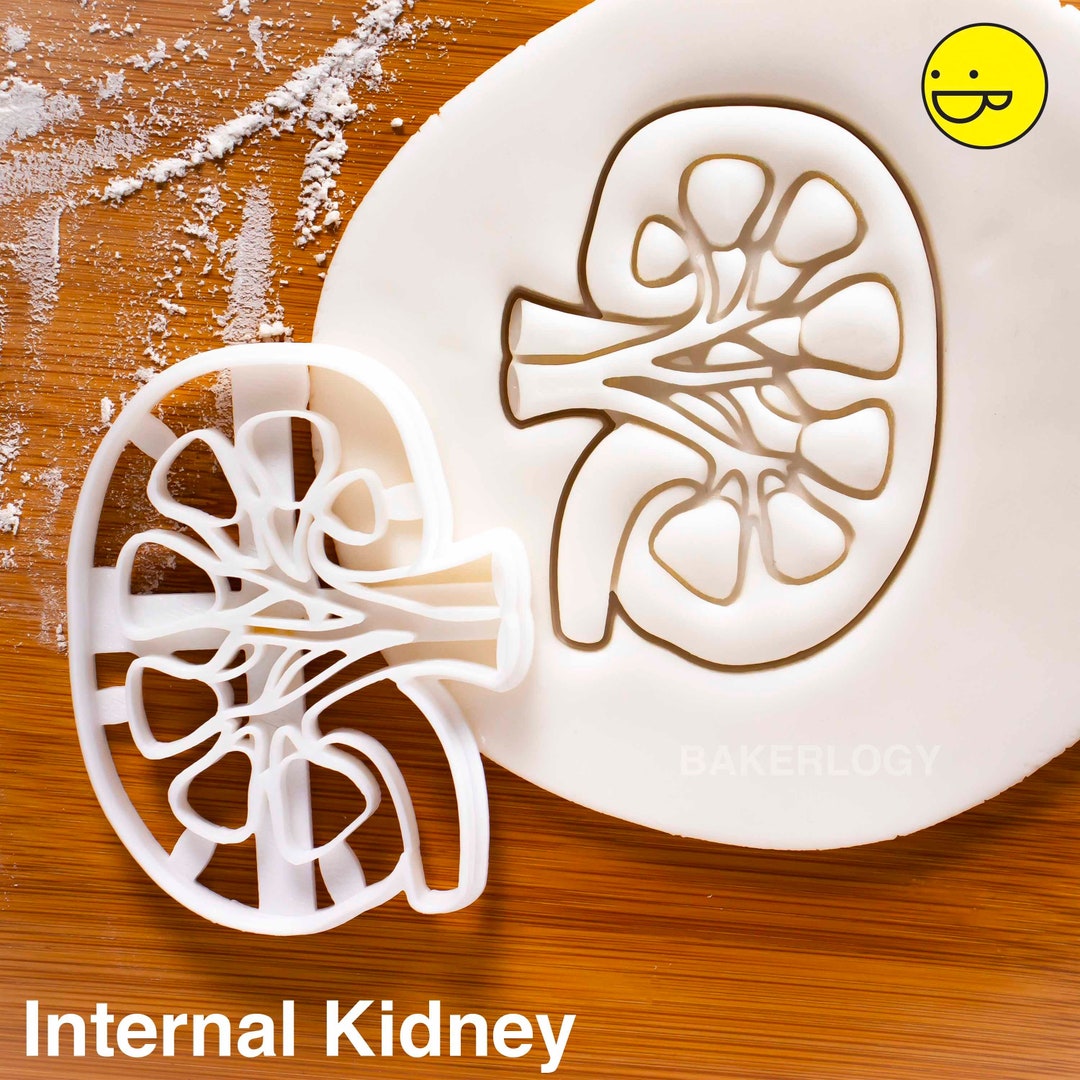 Internal Kidney Cookie Cutter Anatomical Gifts Medical Students Human ...