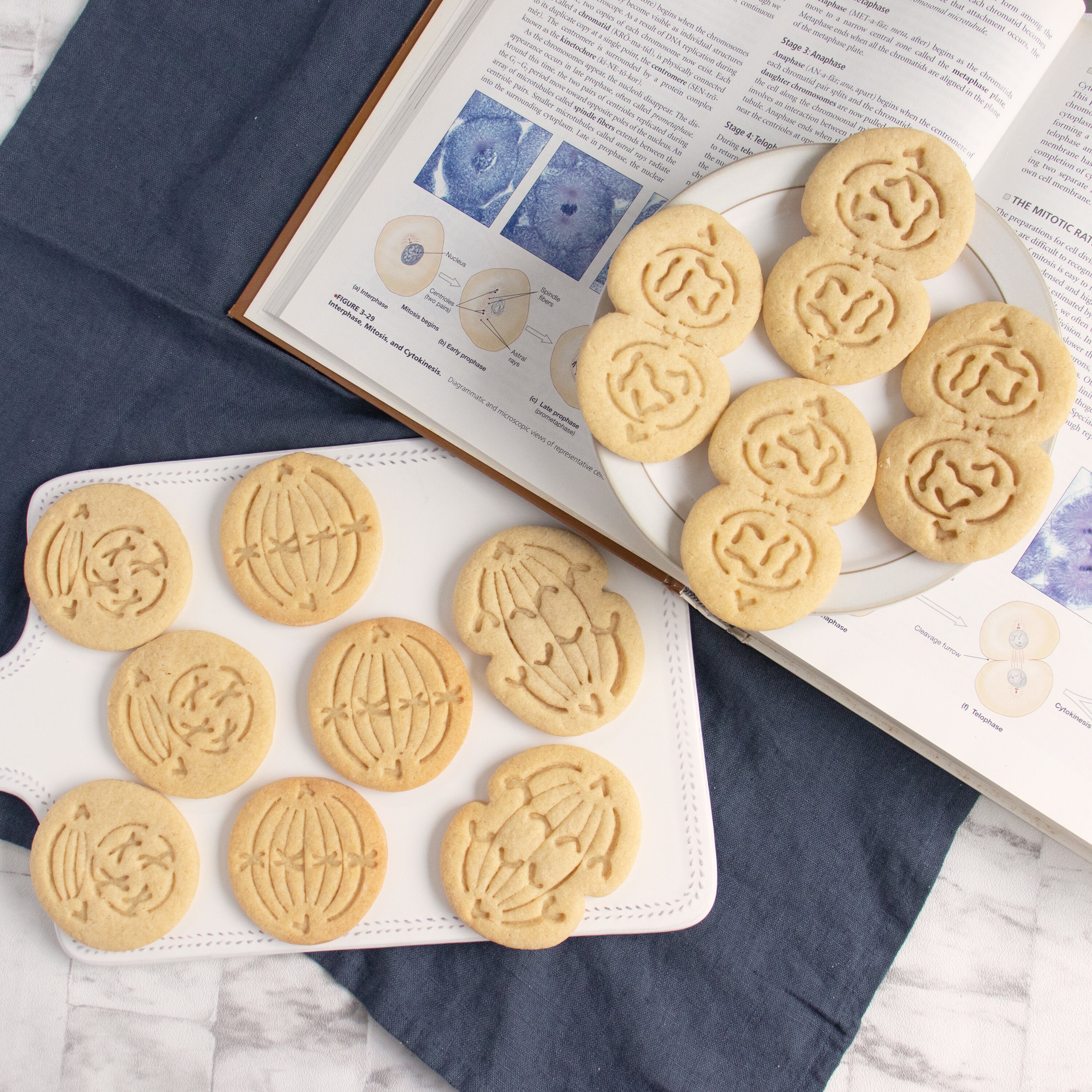 Anaphase Cookie Cutter: Mitosis Cell Cycle Design for Biology & Science ...