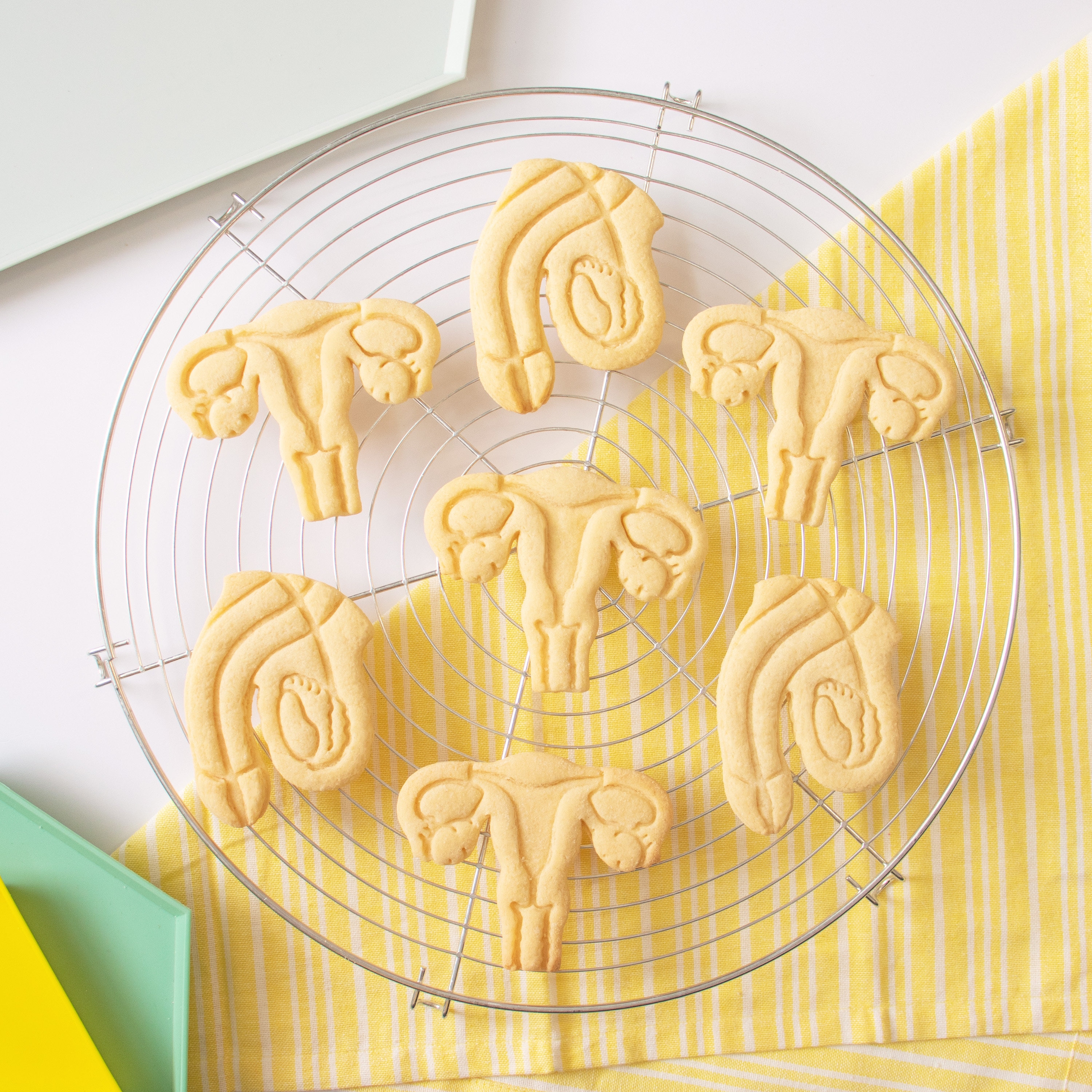 Uterus Cookie Cutter Womb Anatomy Physiology Medicine Penis - Etsy UK