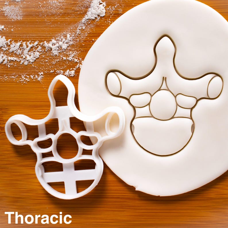 Lumbar Vertebra Cookie Cutter - Medical Science Human Spine Anatomy ...