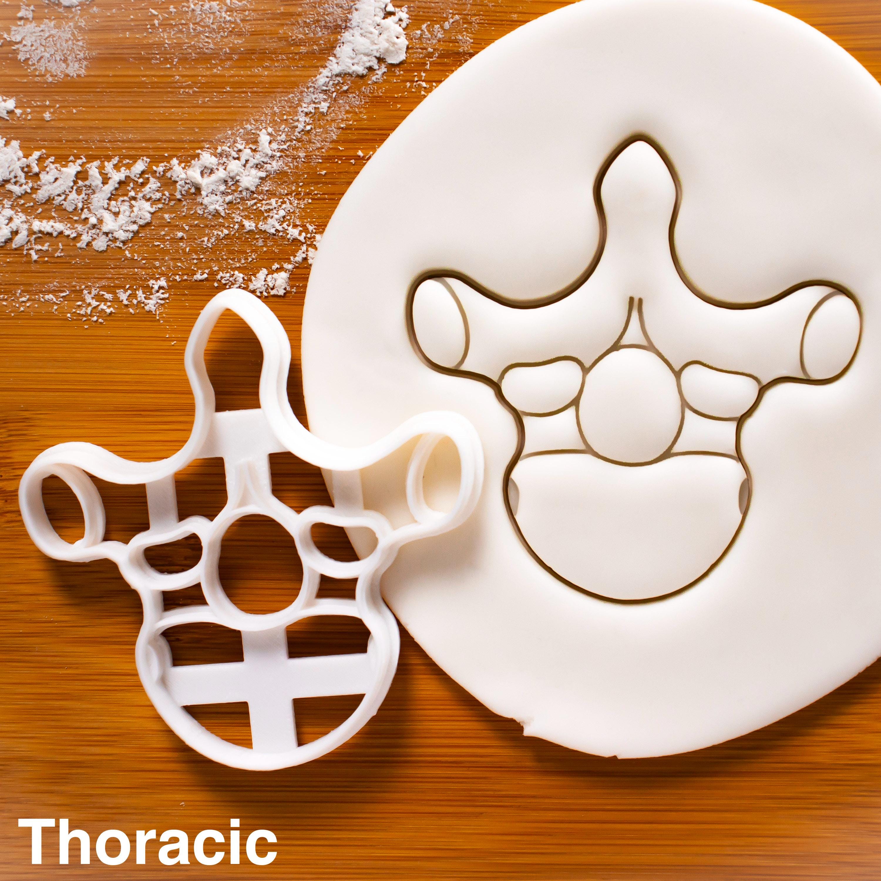 Lumbar Vertebra Cookie Cutter - Medical Science Human Spine Anatomy ...