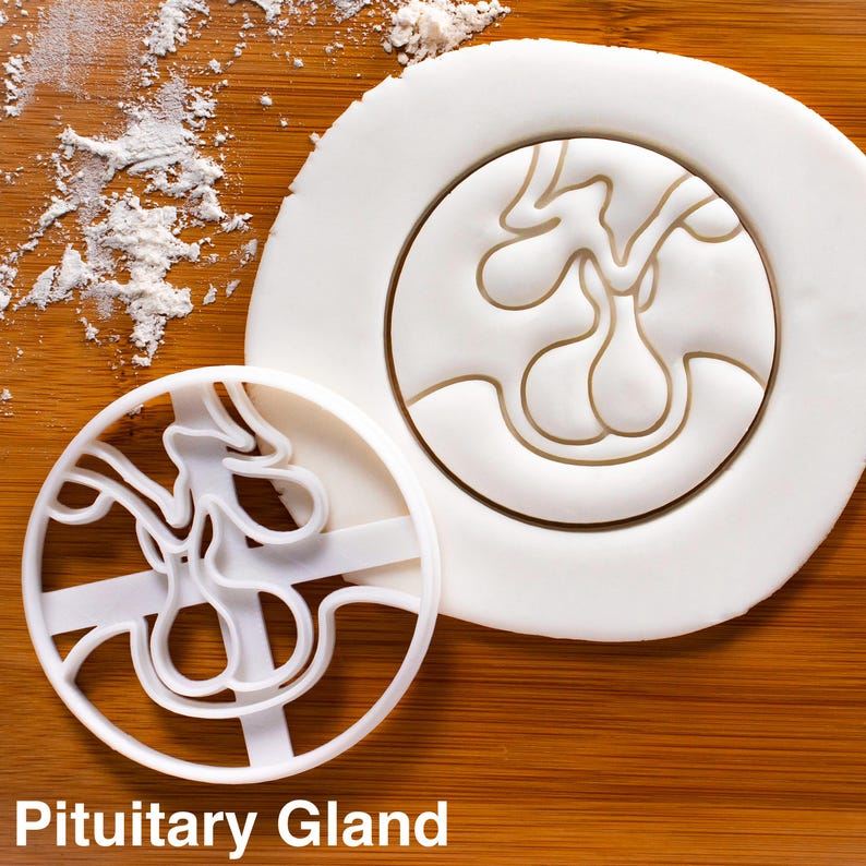 Pituitary Gland Cookie Cutter: Endocrine System, Neuroendocrine Anatomy ...