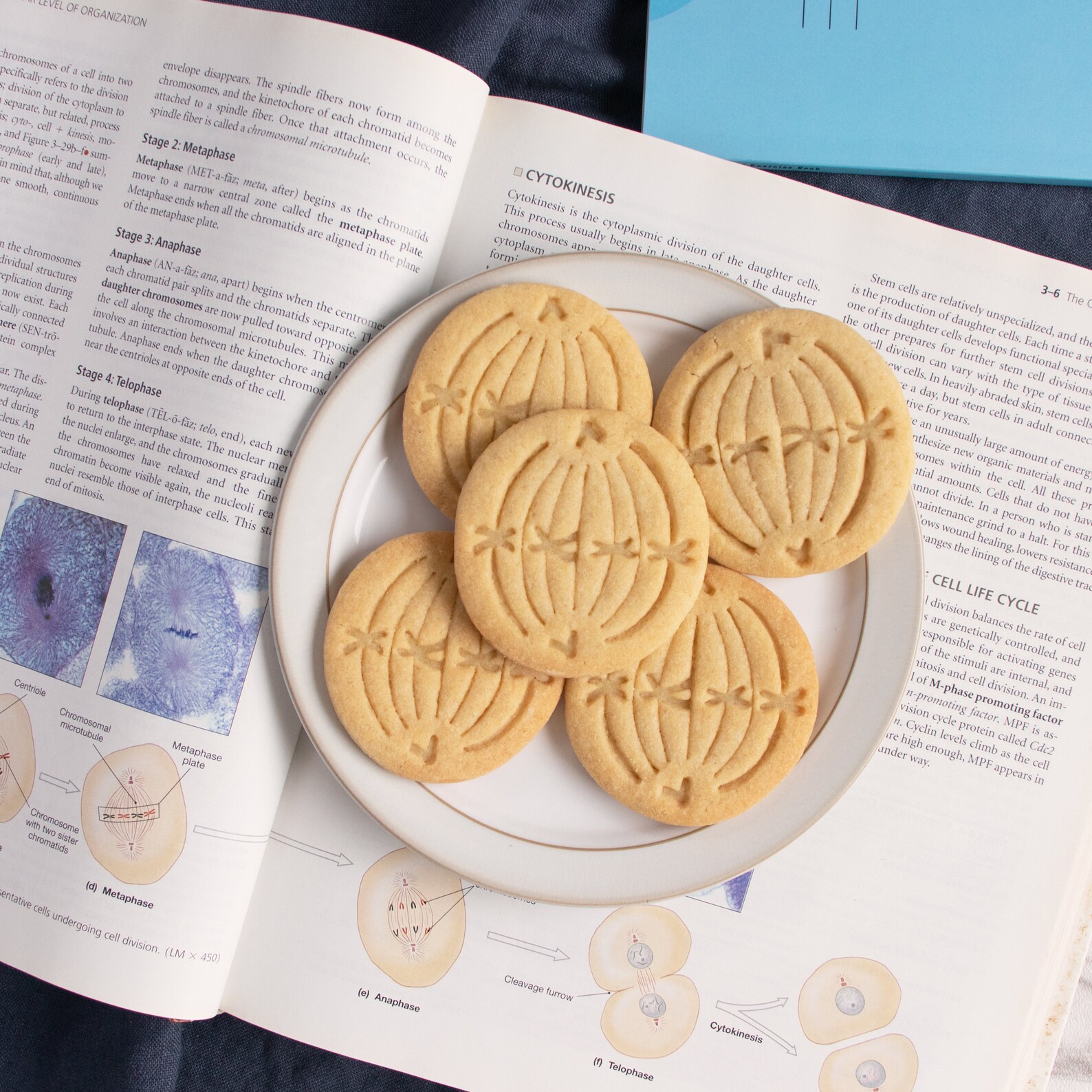 Prophase Cookie Cutter Mitosis Biscuit Cutters Cell Cycle | Etsy