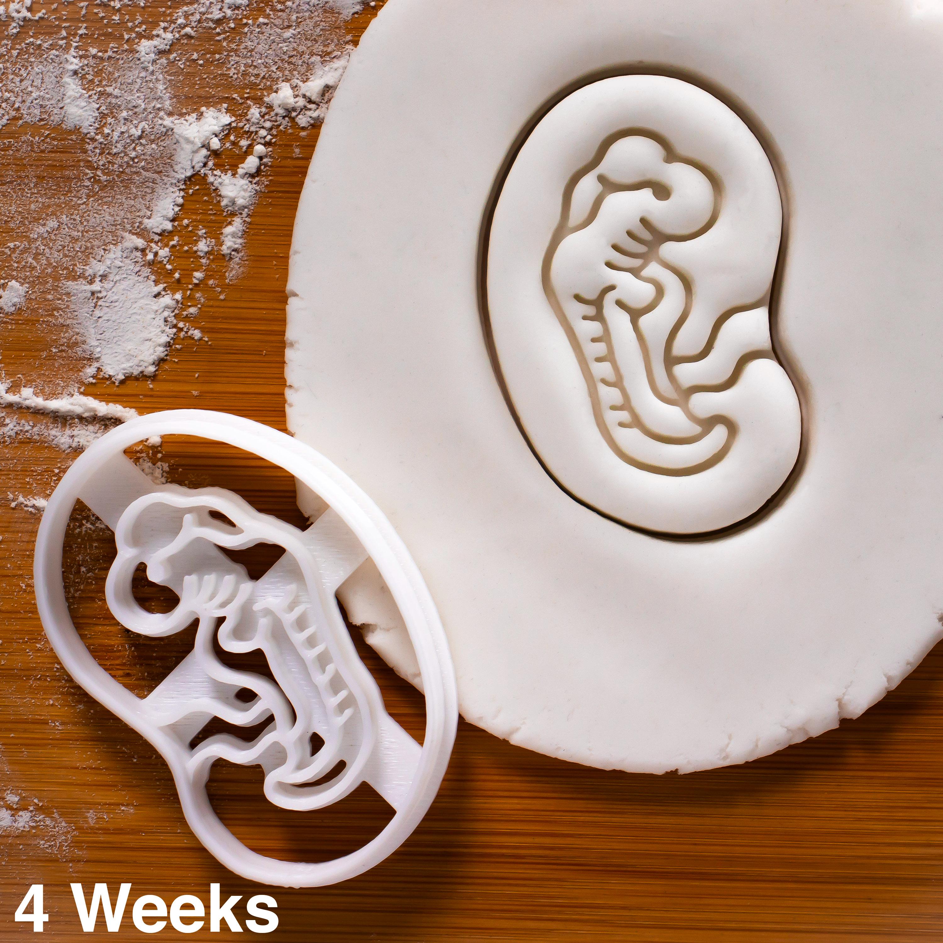 4-week Fetal Development Cookie Cutter: Pregnancy Announcement - Etsy