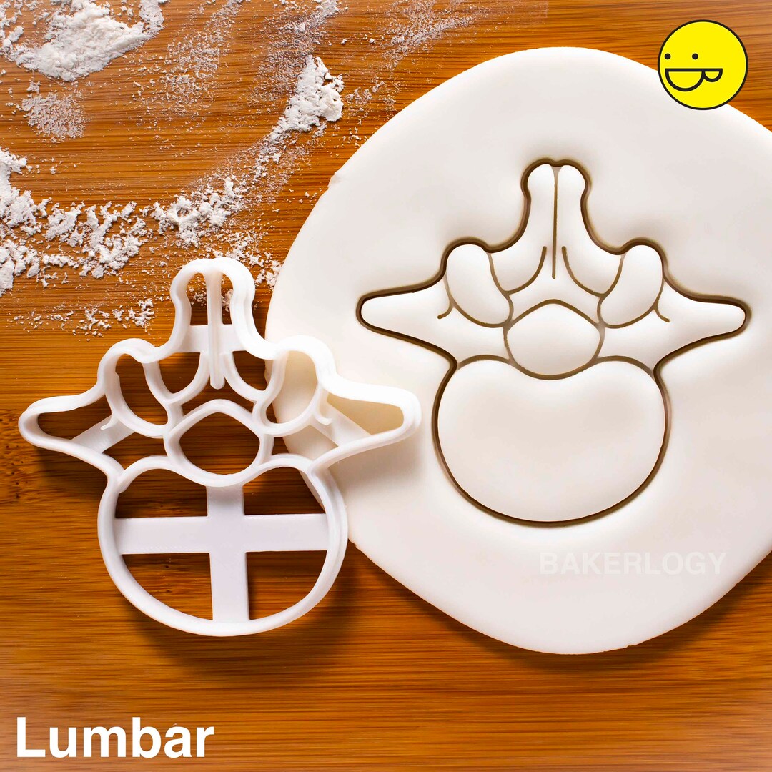 Lumbar Vertebra Cookie Cutter Medical Science Human Spine Anatomy ...