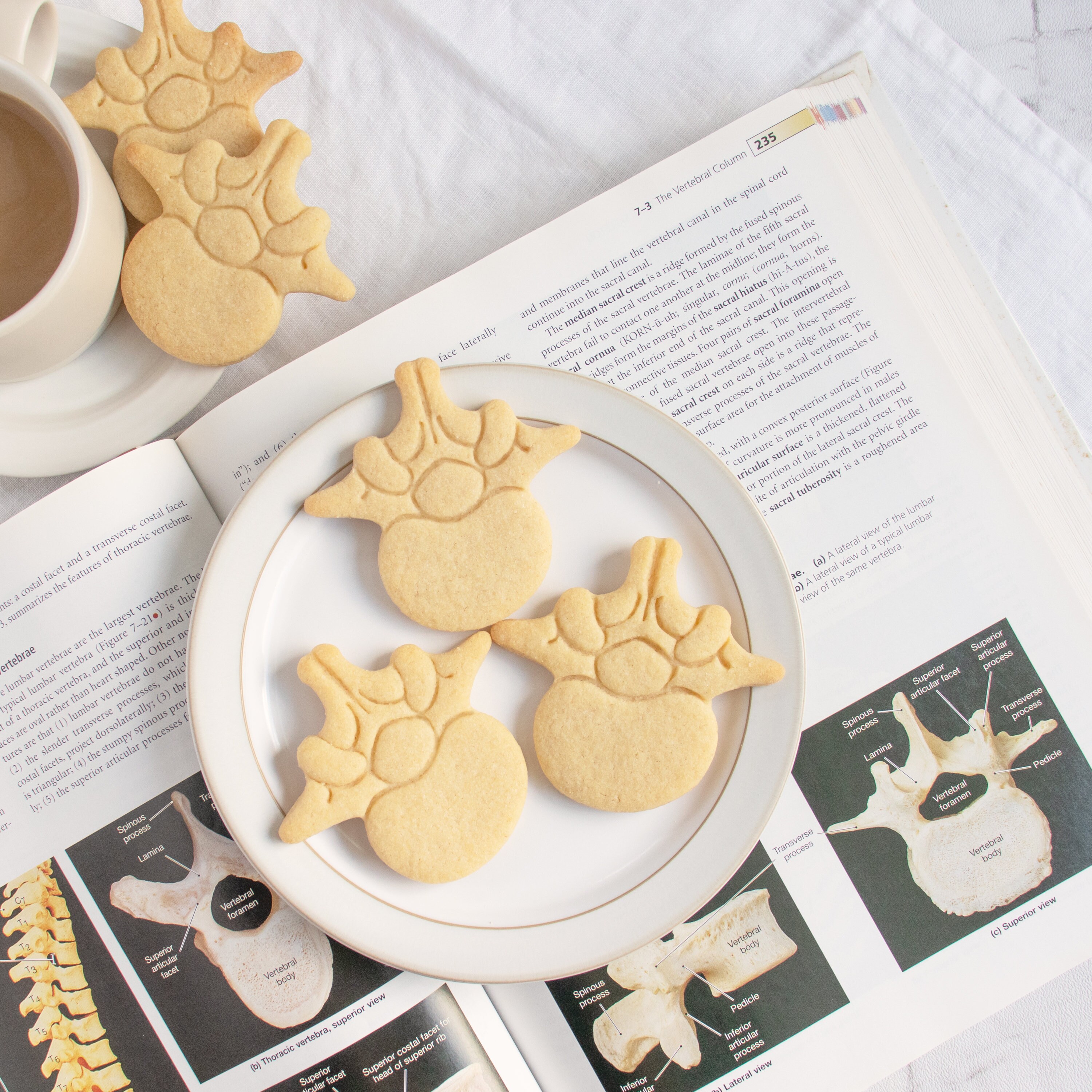 Lumbar Vertebra Cookie Cutter - Medical Science Human Spine Anatomy ...