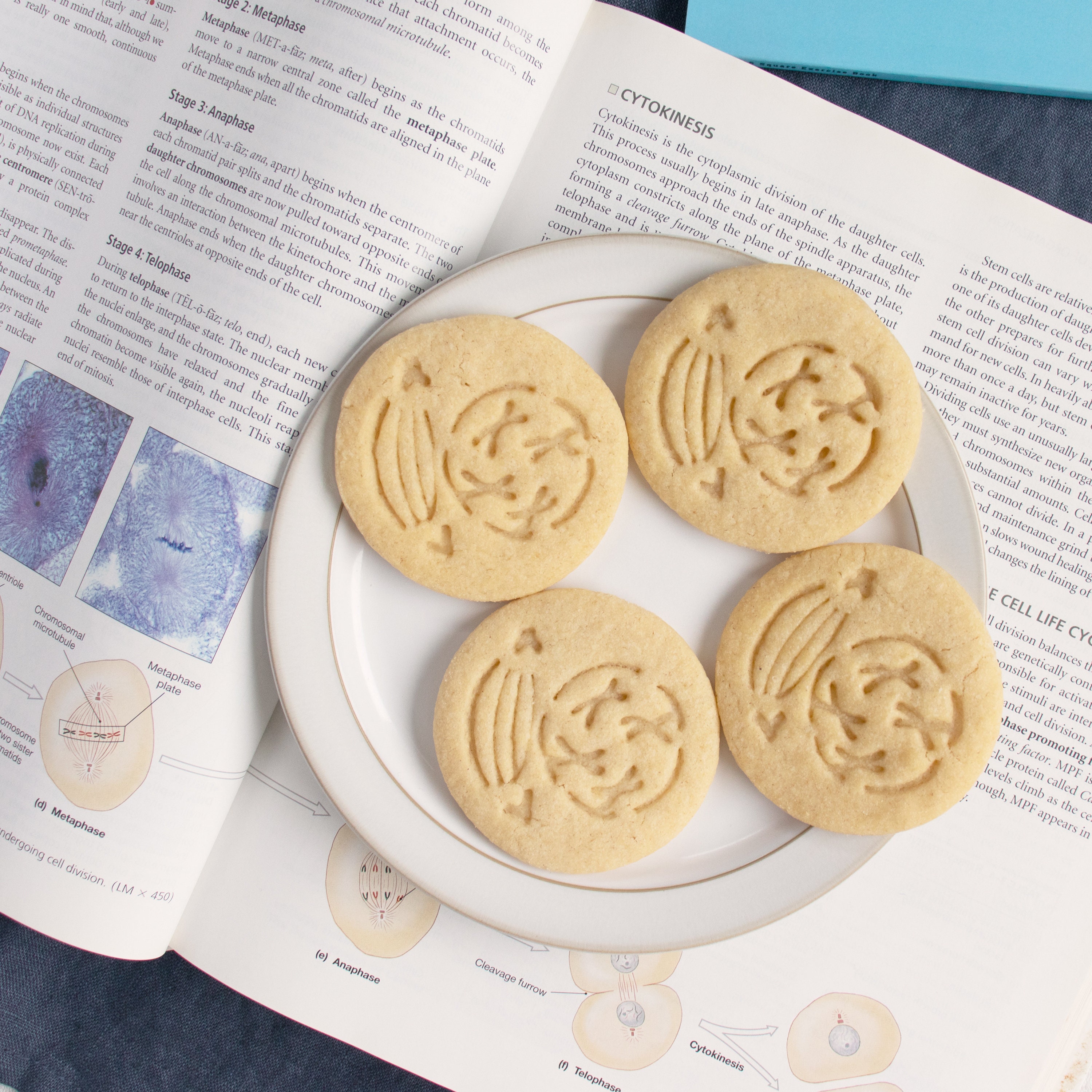 Anaphase Cookie Cutter: Mitosis Cell Cycle Design for Biology & Science ...