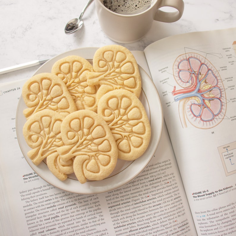 Internal Kidney Cookie Cutter Anatomical Gifts Medical - Etsy
