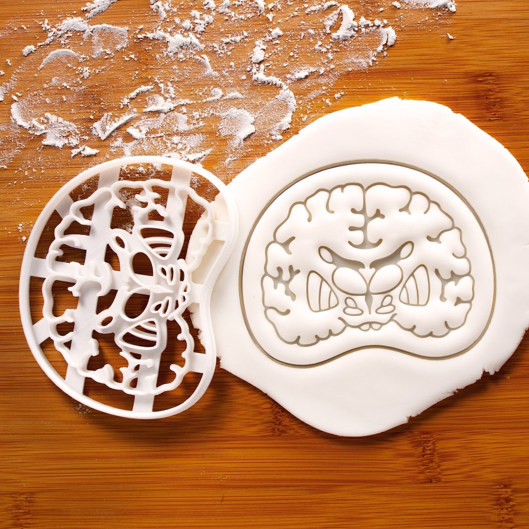 Brain Coronal Section Cookie Cutter: Neuroimaging Anatomy ...
