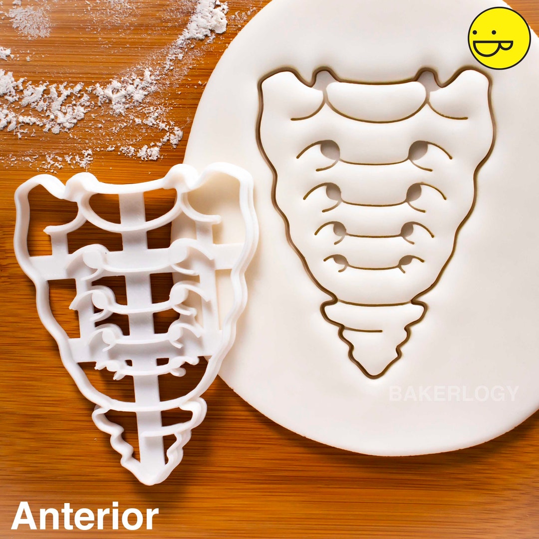 Anterior Sacrum and Coccyx Cookie Cutter Medical Science - Etsy