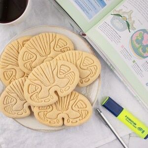 Spinal Transverse Cookie Cutter | Bakerlogy Biscuit Cutters Central ...