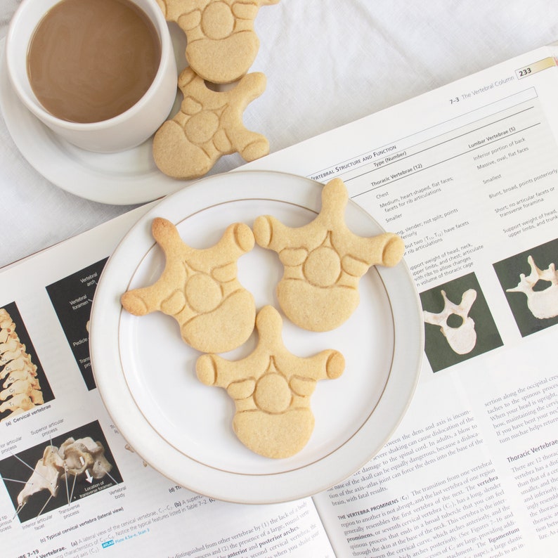 Thoracic Vertebra Cookie Cutter - Medical Science Human Spine Anatomy ...