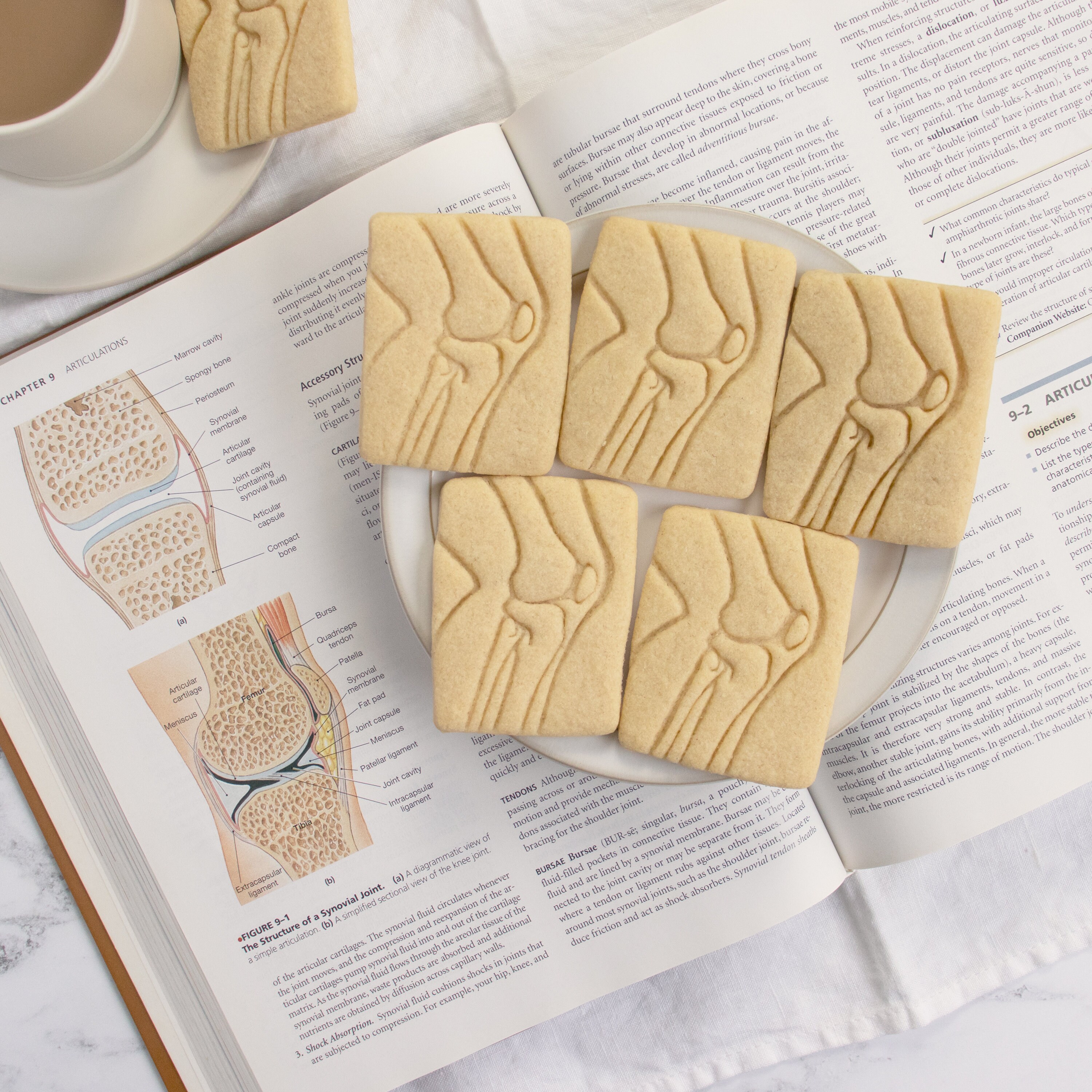 Anatomical Human Foot Cookie Cutter – Podiatry Shape for Medical ...