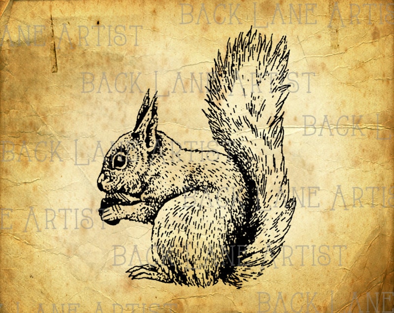 Clipart Blind Squirrel