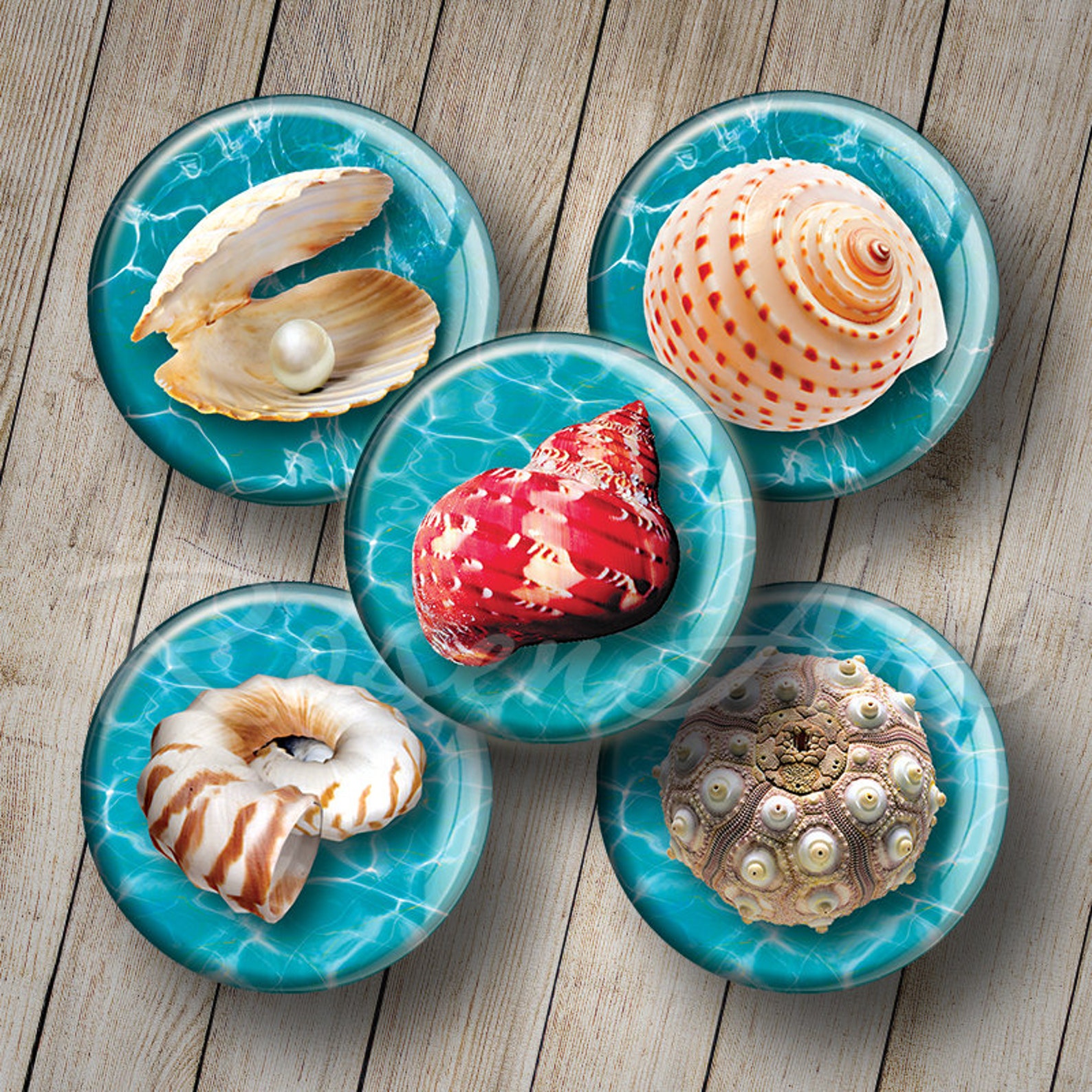 Sea Shells 1 Bottle Cap Images for Pendants 1 Inch Round - Etsy