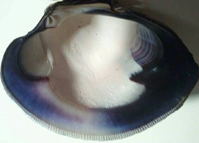 WampanoagShells - Etsy