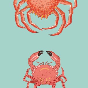 Limited Edition Print Illustration Drawing A4 Crab Art Print | Etsy