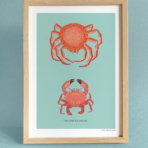 Limited Edition Print Illustration Drawing A4, Crab Art Print, Crab ...