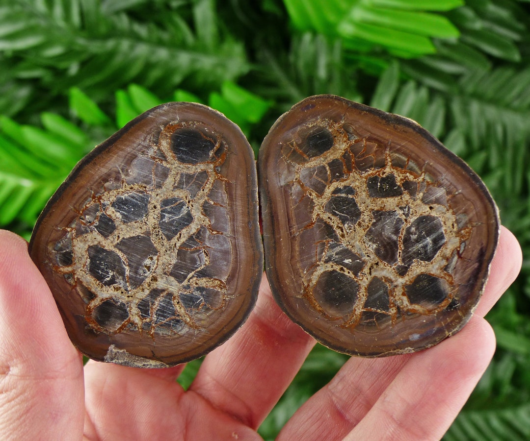 Dragonstones Pair, Septarian Nodule Geode, Septaria, Dragonstone ...