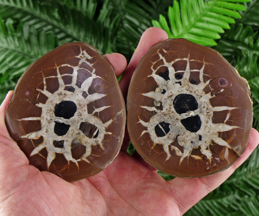 Septarian Nodule Geode, Big Septaria, Dragonstone, Aragonite, Septarian ...