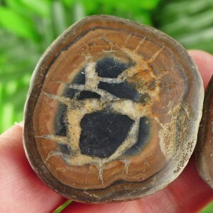 Dragonstones Pair, Septarian Nodule Geode, Septaria, Dragonstone ...
