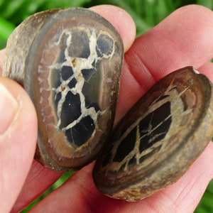 Dragonstones Pair, Septarian Nodule Geode, Septaria, Dragonstone ...