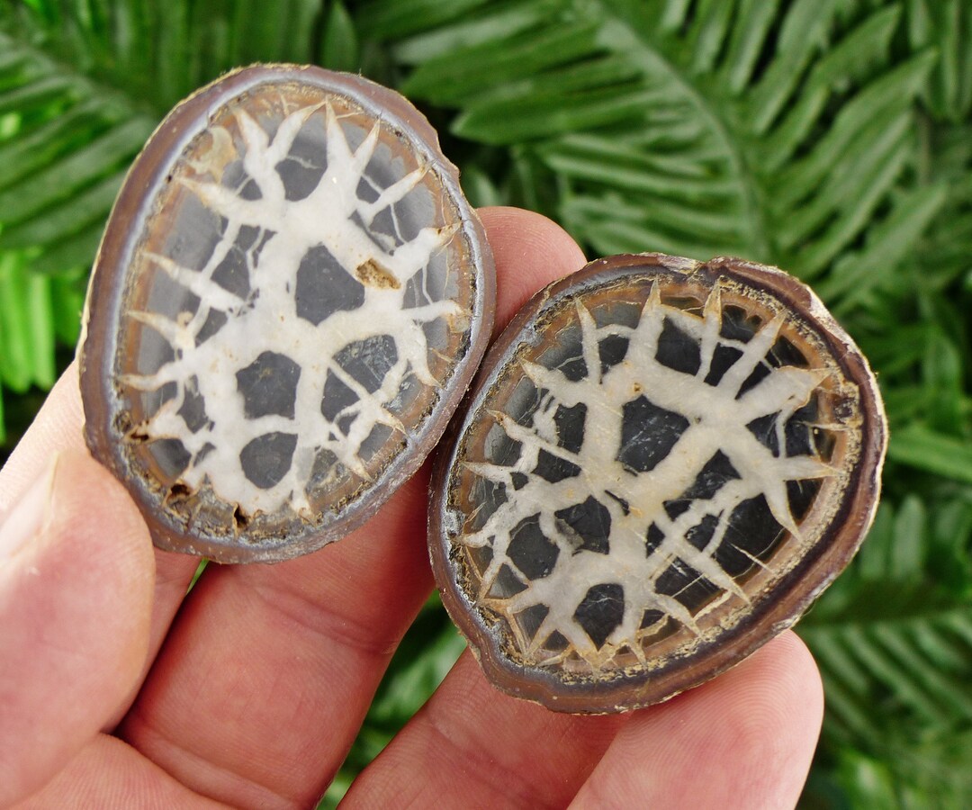 Dragonstones Pair, Septarian Nodule Geode, Septaria, Dragonstone ...