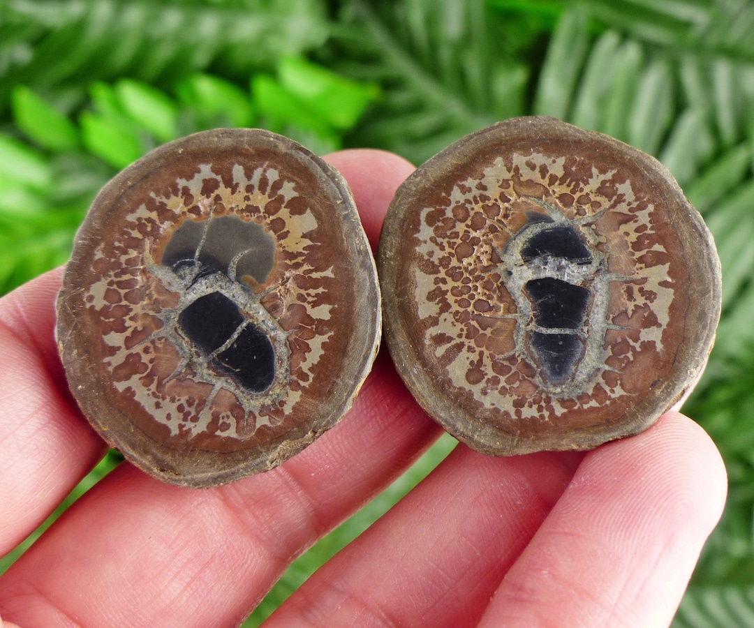 Amazing and Rare Septarian Nodule, Raw Crystal, Natural Mineral ...