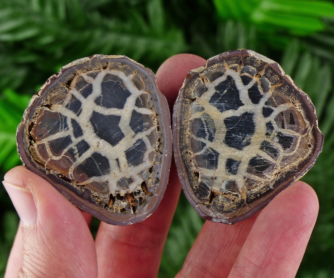 Dragonstones Pair, Septarian Nodule Geode, Septaria, Dragonstone ...