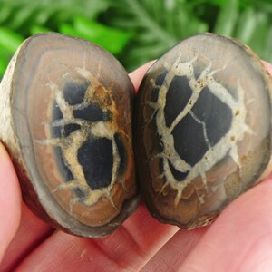 Dragonstones Pair, Septarian Nodule Geode, Septaria, Dragonstone ...