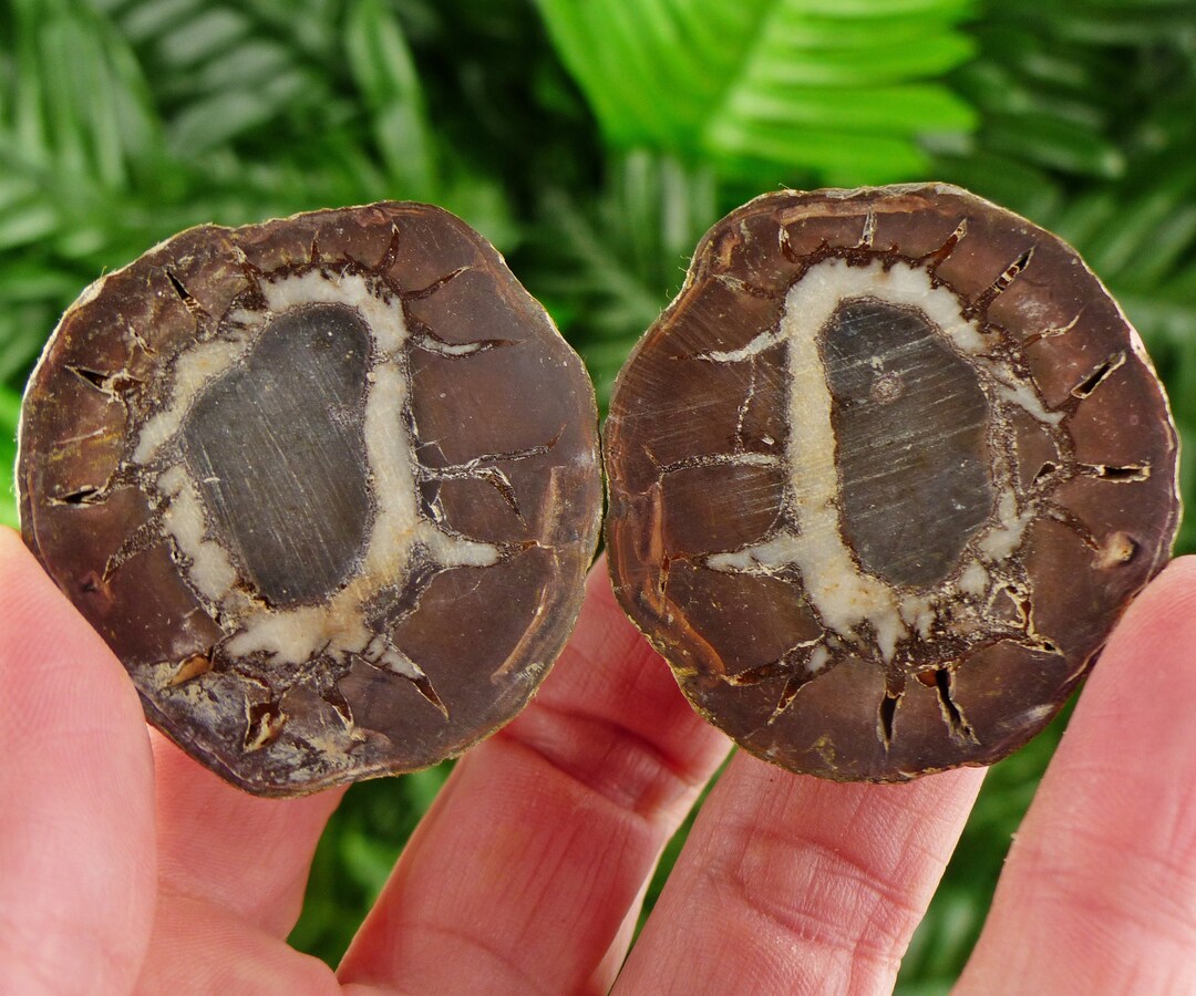 Dragonstones Pair, Septarian Nodule Geode, Septaria, Dragonstone ...
