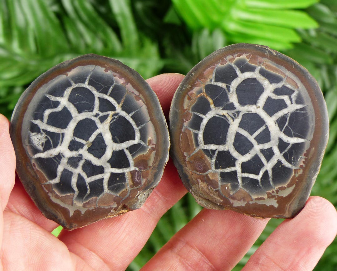 Septarian Nodule Geode, Big Septaria, Dragonstone, Aragonite, Septarian ...